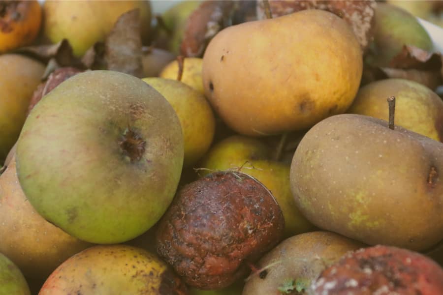 How to Deal With Employee Bad Apples - Creating Change